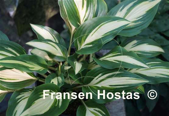 Hosta Tongue of Flame - Fransen Hostas